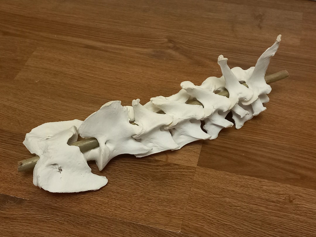 Natural Goat Cervical Vertebrae Bones Set 7pcs Processed - Etsy