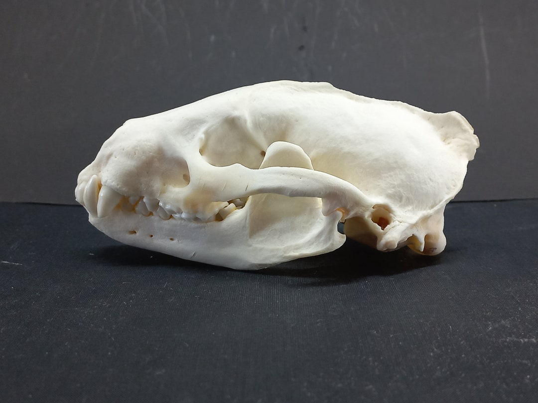 Real Badger Skull With Jaw, European Badger Natural Skull Bg1.0224 - Etsy
