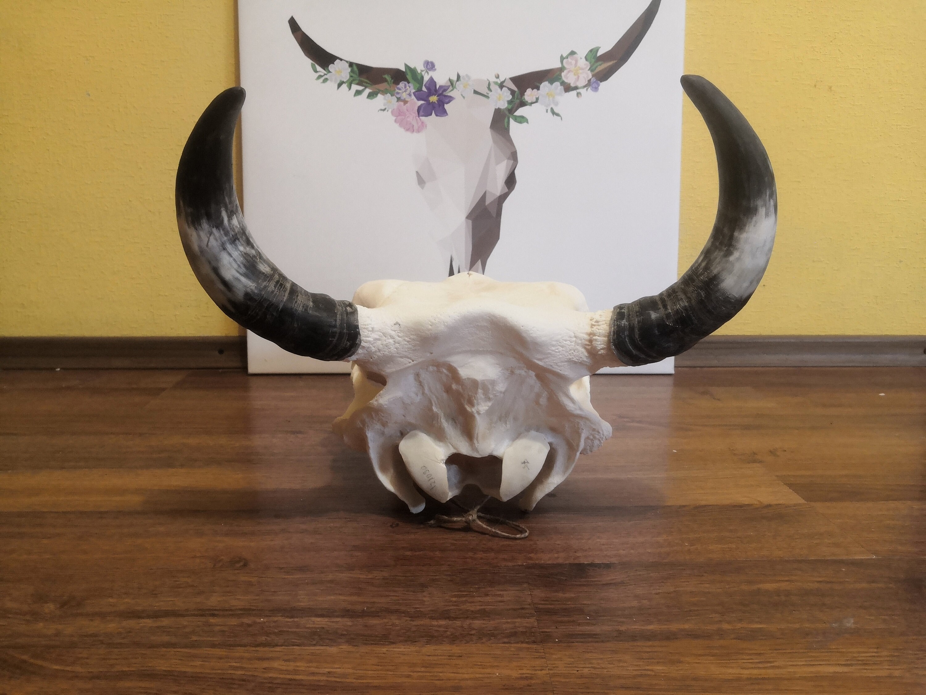 Cow skull width cm 38 real cow skull for wall decor. Processed | Etsy