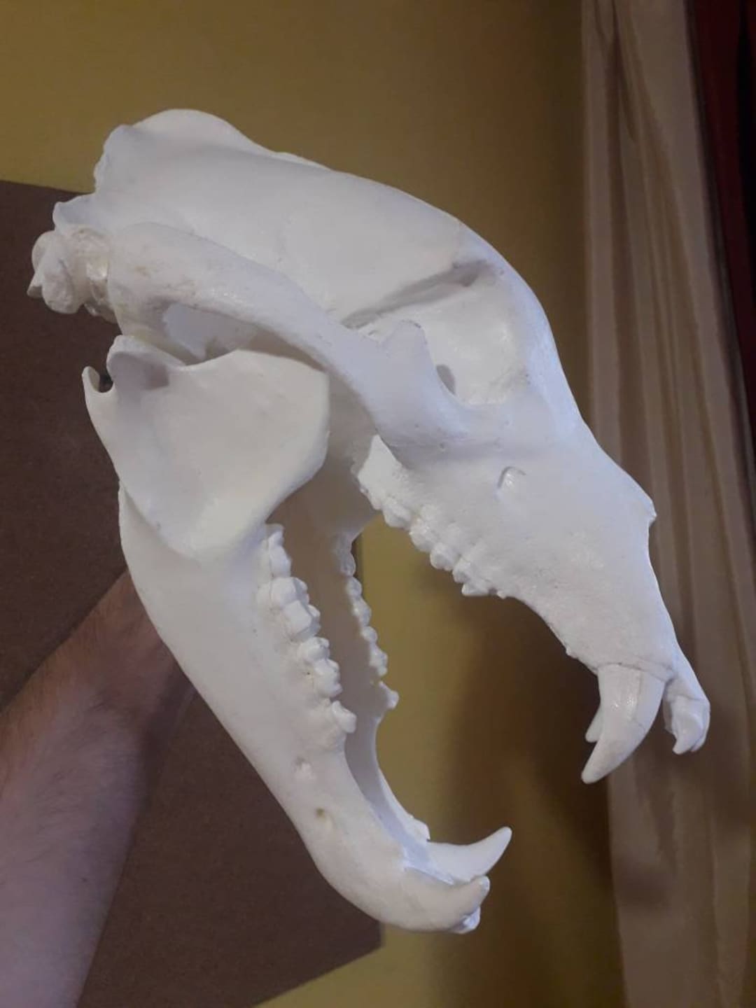 Replica Brown Bear Skull and Jaw separately or Together. High Detail, High-quality Plastic, Real ...