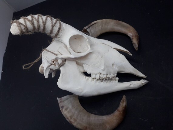 Ram Skull Side