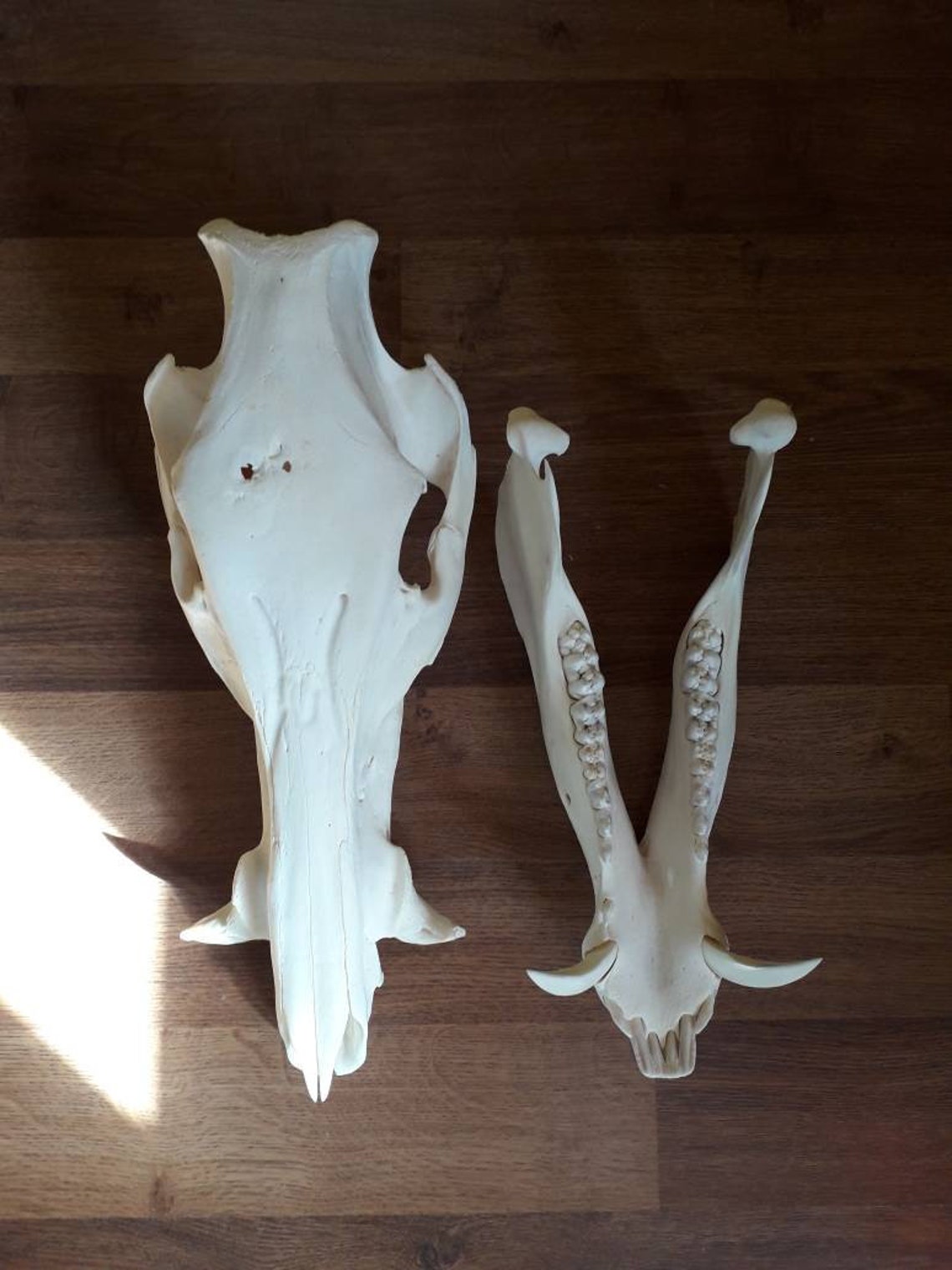 Boar skull length 44cm 173 real wild hog skull for | Etsy