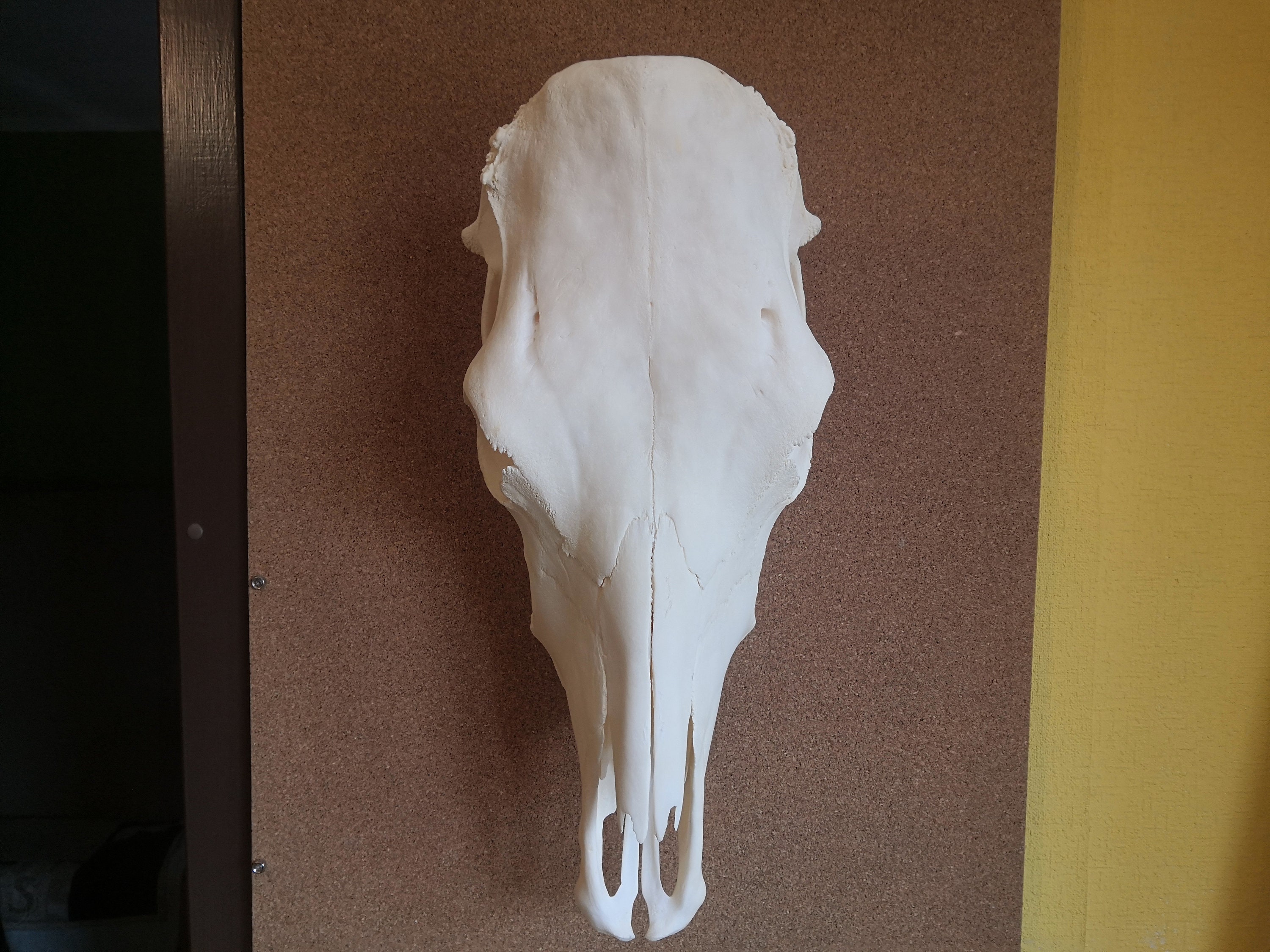 Perfect hornless Cow skull width 24 cm real cow skull without | Etsy