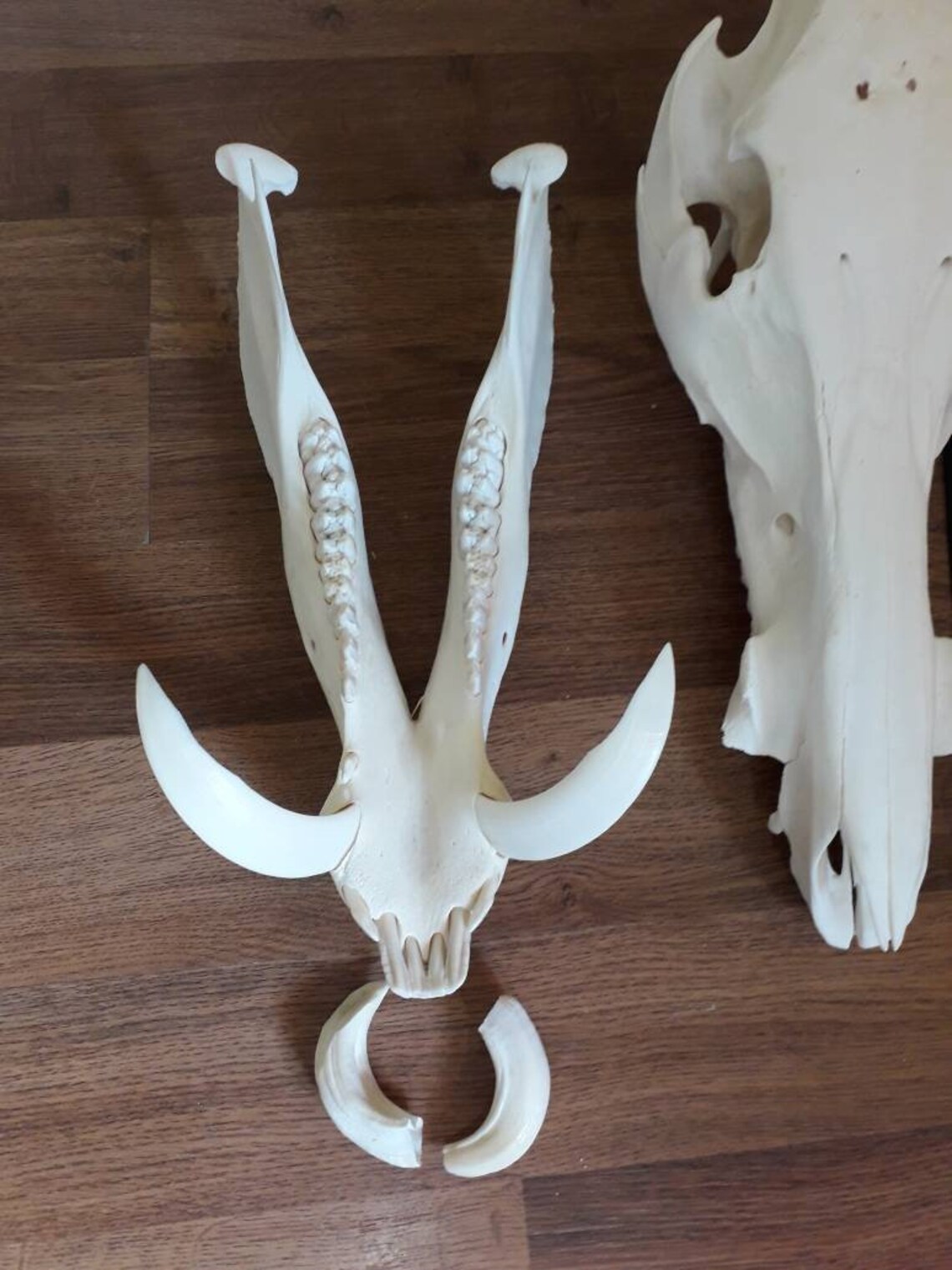 Boar skull length 44cm 173 real wild hog skull for | Etsy