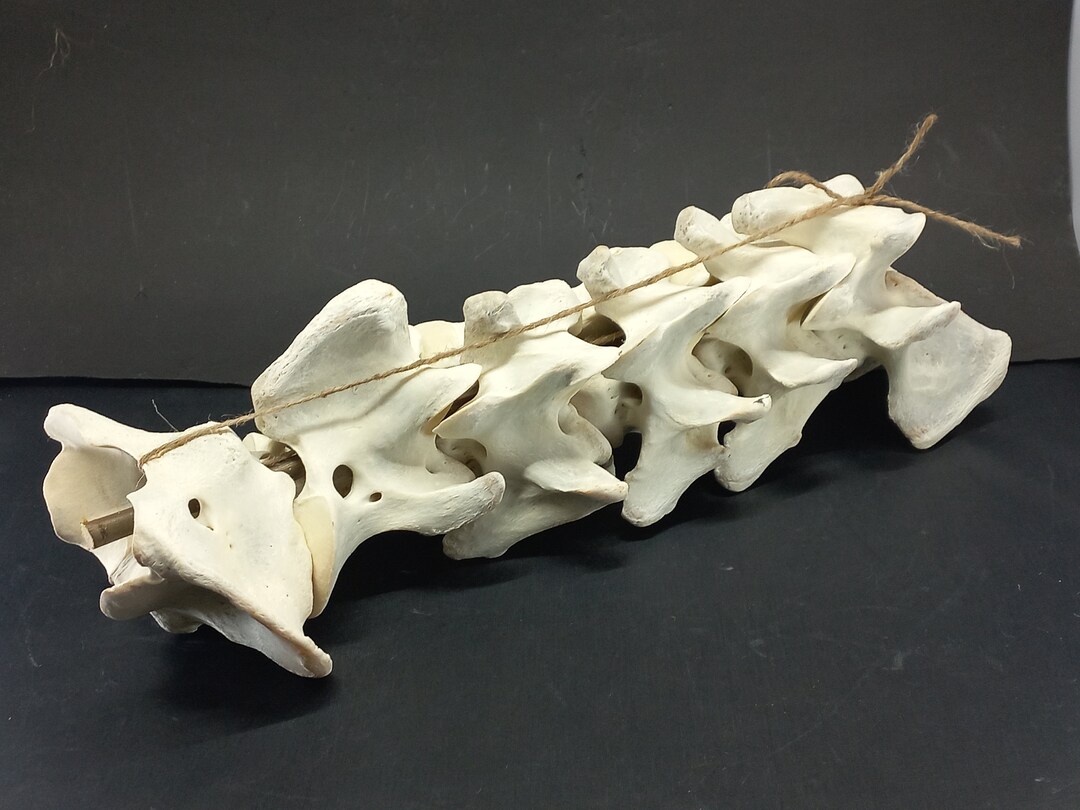 Natural Cow Cervical Vertebrae Bones 6 Vertebrae Set Processed Cleaned ...