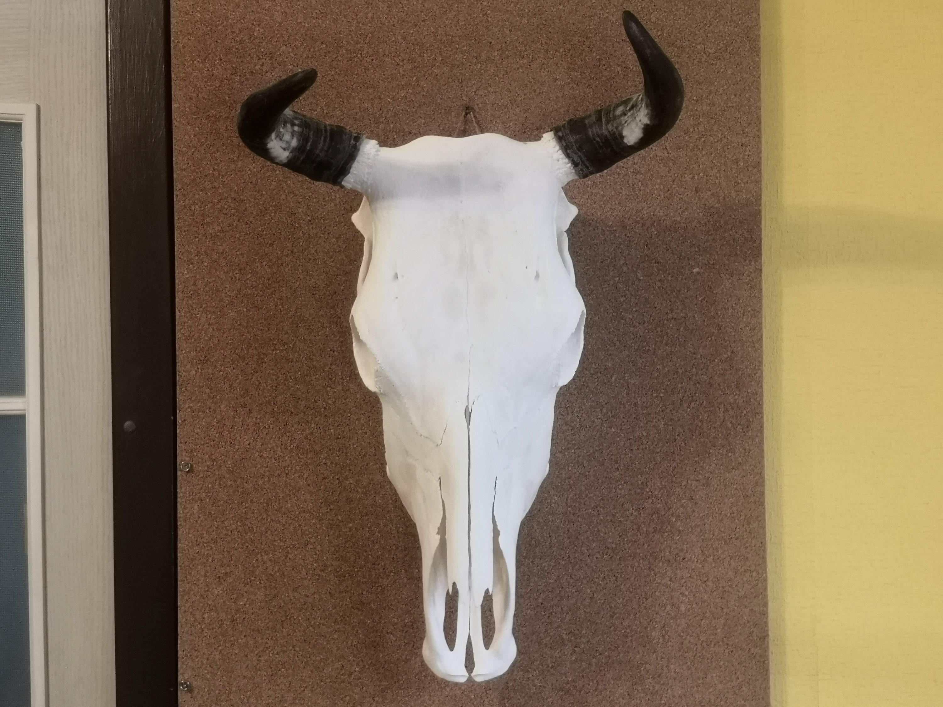 Cow skull width cm 38 real cow skull for wall decor. Processed | Etsy