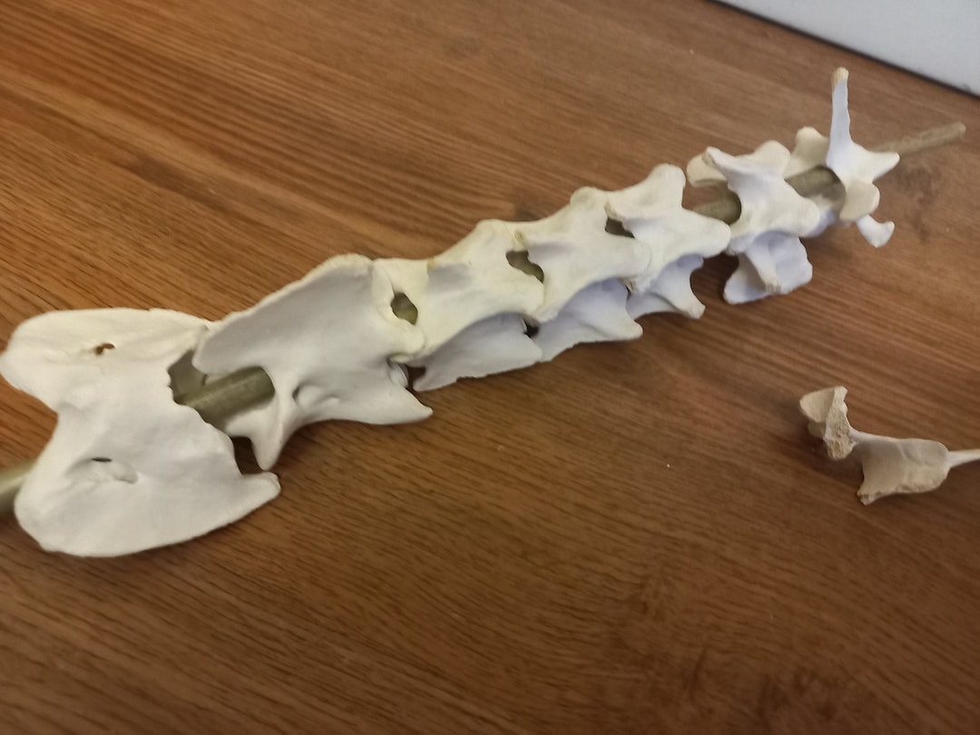 Natural Goat Cervical Vertebrae Bones Set 7pcs Processed - Etsy