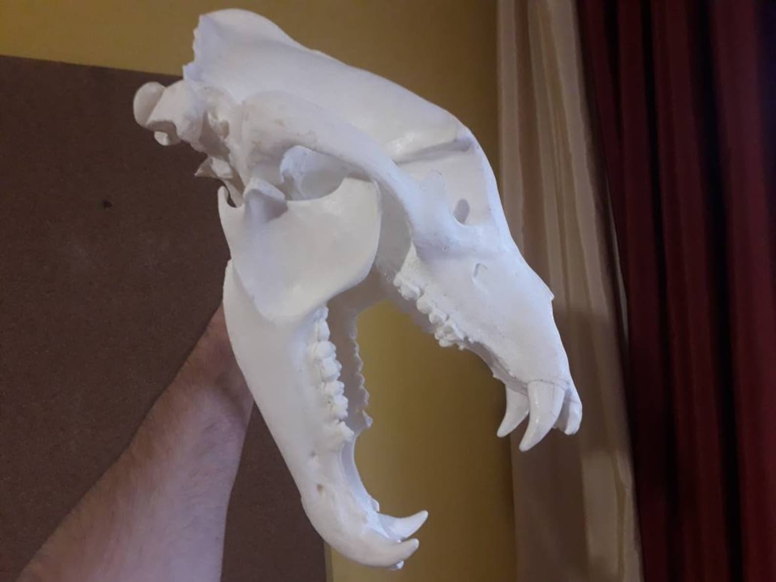 Replica Brown Bear Skull. High Detail High-quality Plastic - Etsy UK