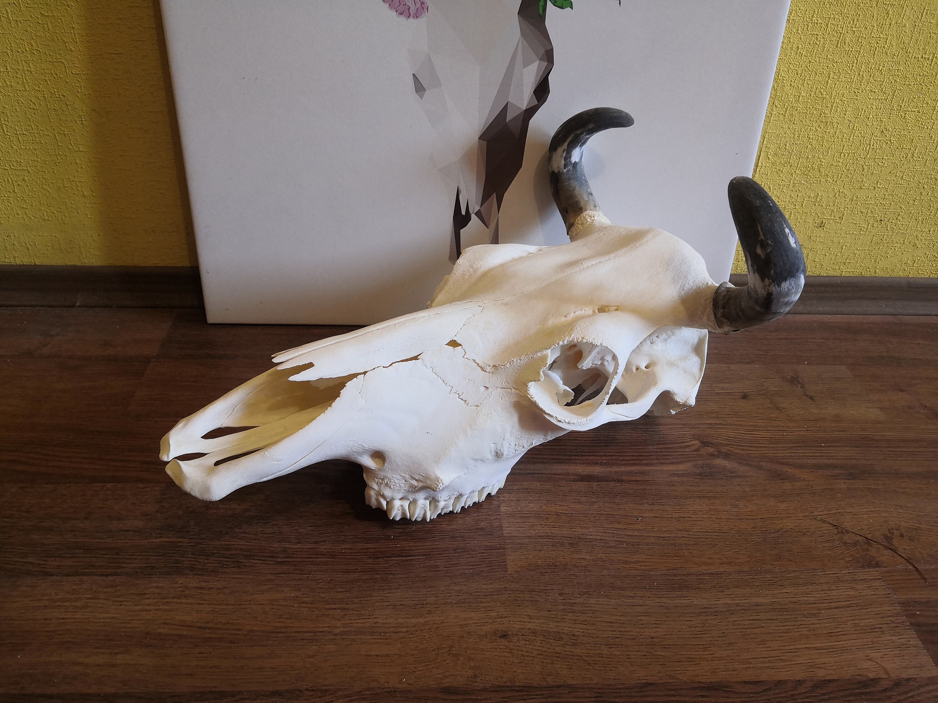 Cow skull width cm 32 real cow skull for wall decor. Processed | Etsy