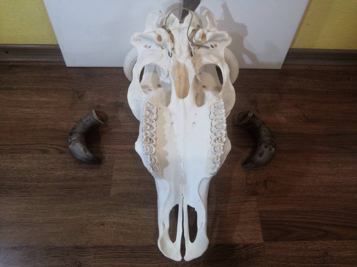 Cow Skull Width Cm 32 Real Cow Skull for Wall Decor. Processed | Etsy
