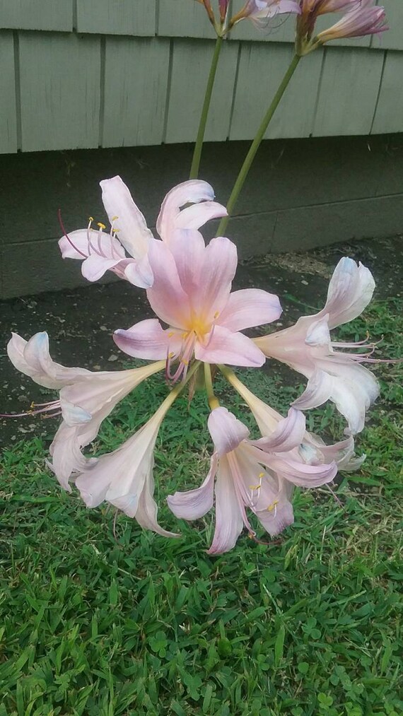 4 Surprise Lily Bulbs or Naked Ladies FREE S&H Vintage - Etsy