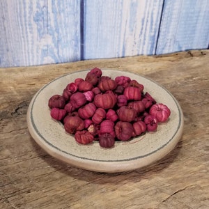 Dried Deep Burgundy Red Putka Pods - Approximately 1 Cup per Package ...
