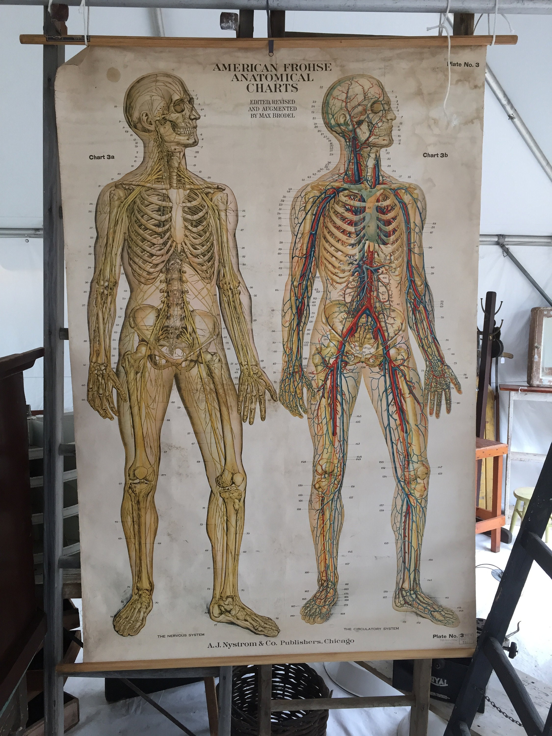 Antique Anatomical Chart - Etsy