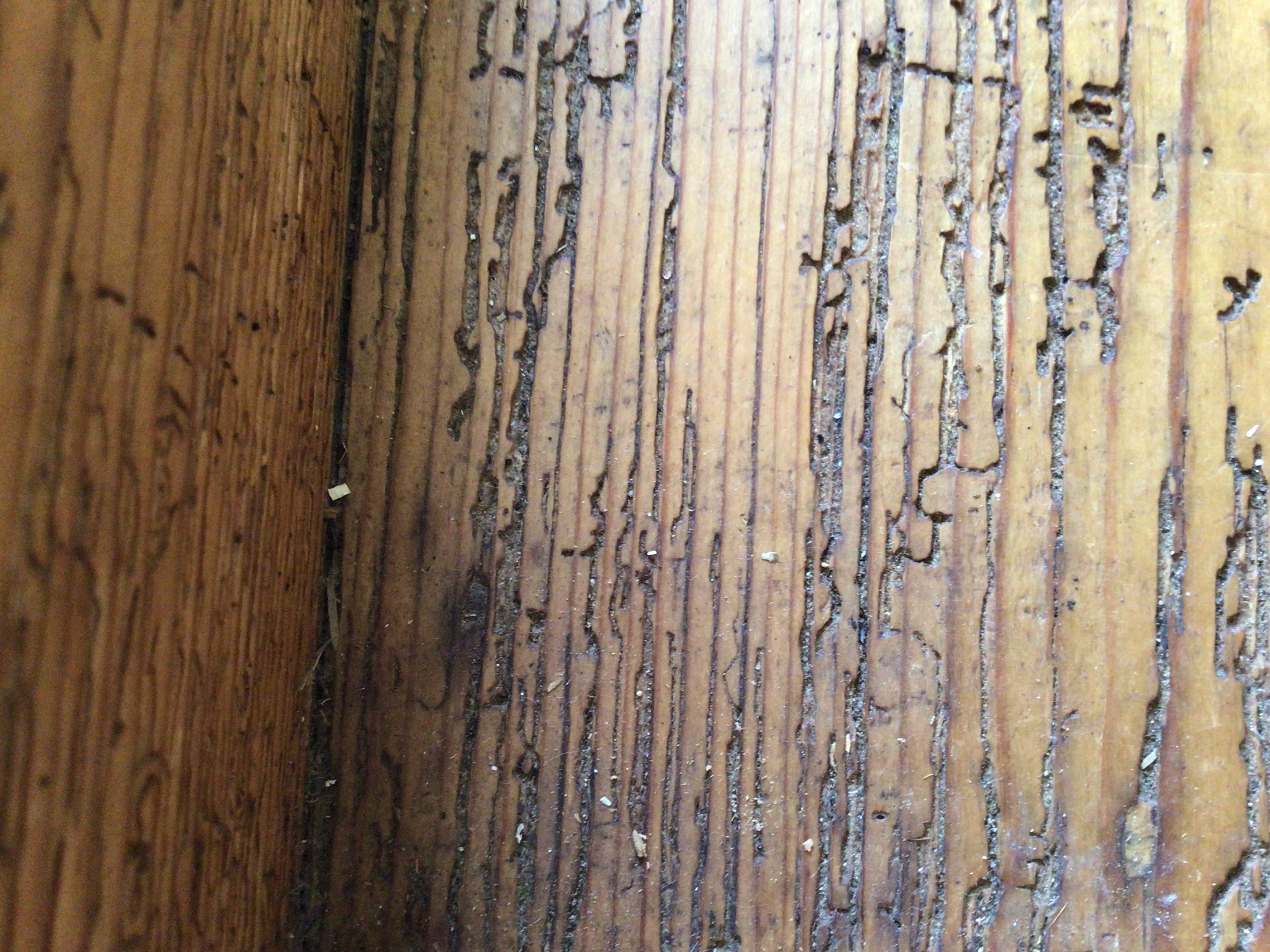 Primitive Pine Lap Desk - Etsy