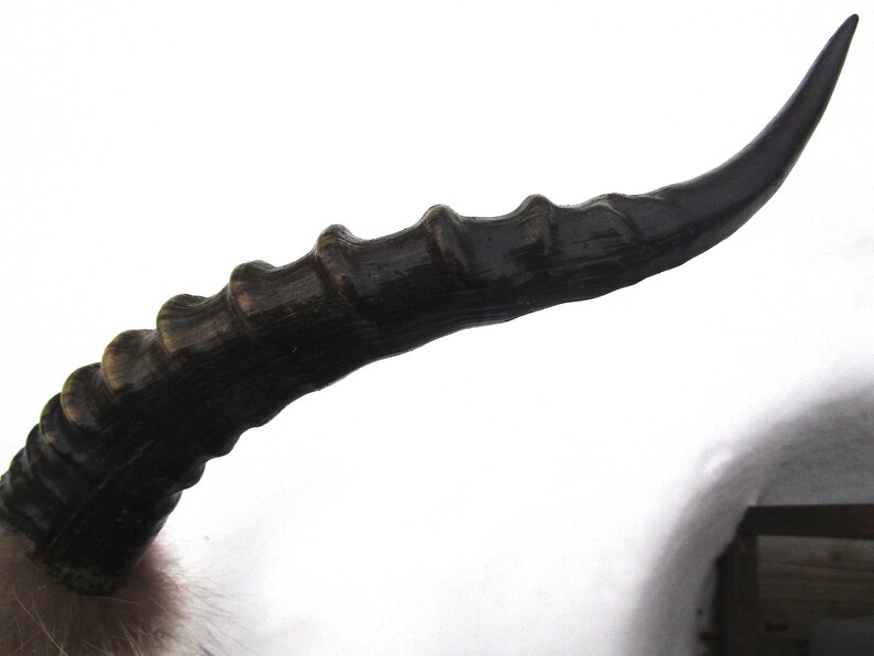 Staff, Viking Staff, Shaman Staff, Medicine Staff, Celtic Staff, Druid ...