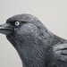 Jackdaw Bird Statue Hand Cast Resin Figurine - Etsy