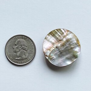 Abalone Wall Hook, Shell Wall Hook, Beach House Wall Hook - Etsy