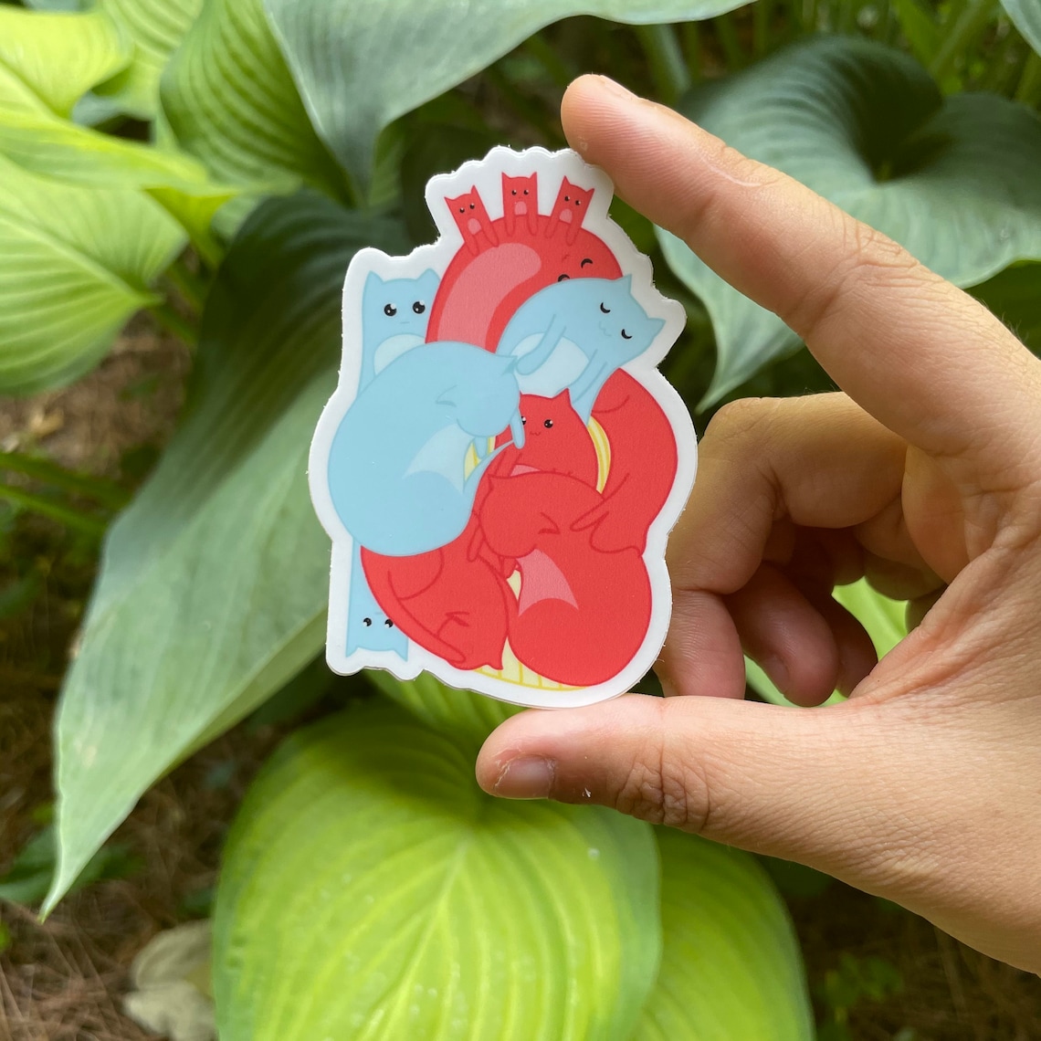 Catnatomy Anatomical Cat Heart Sticker | Etsy
