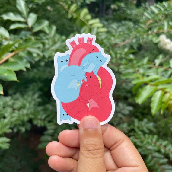 Catnatomy Anatomical Cat Heart Sticker - Etsy