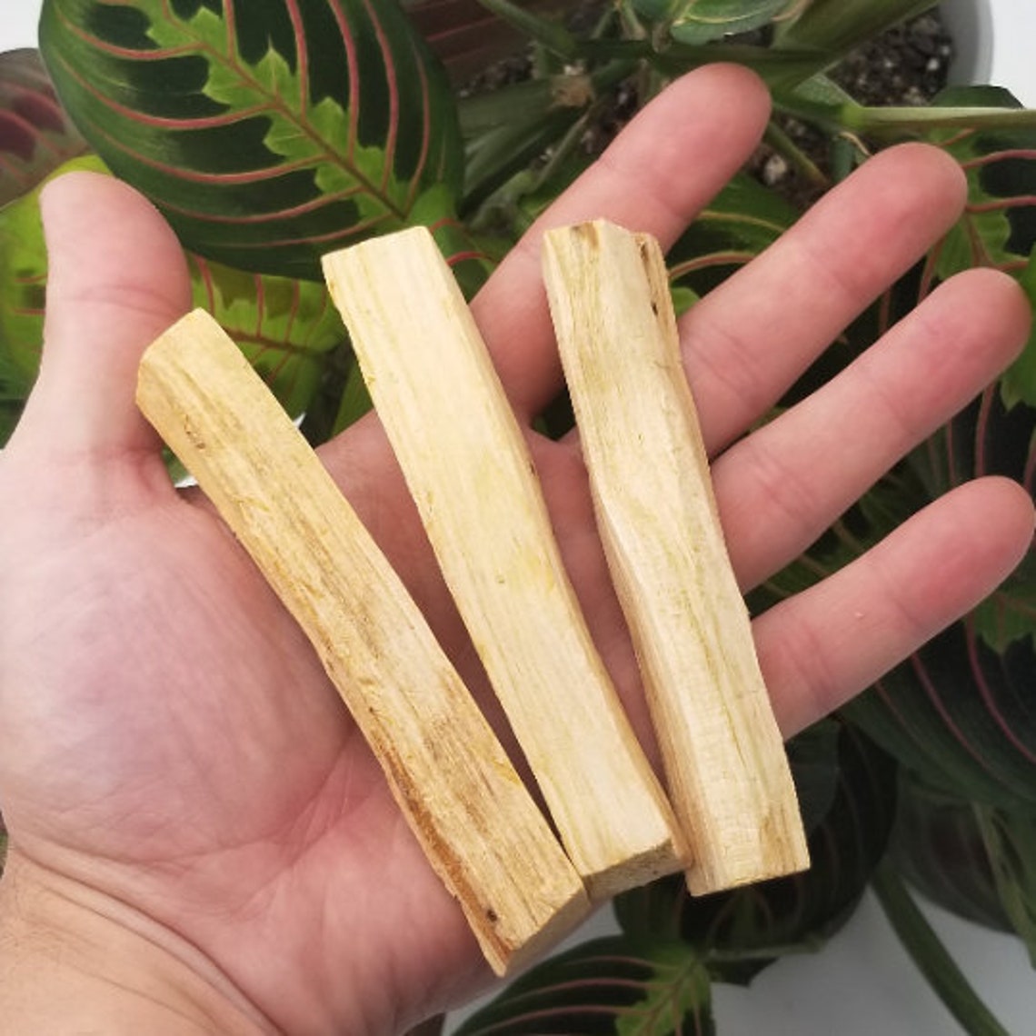 Palo Santo Sticks - Etsy
