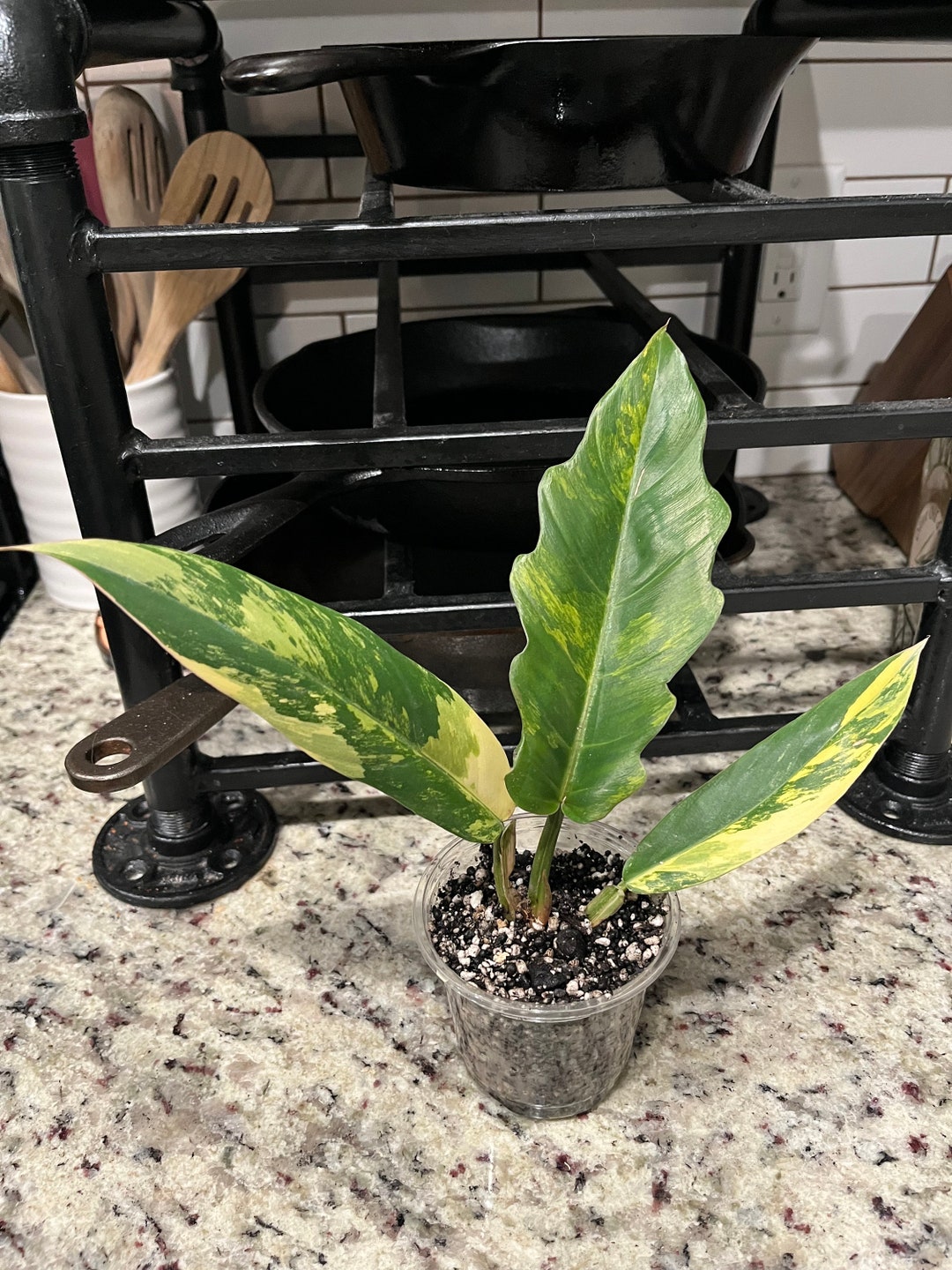 Caramel Marble Philodendron - Etsy