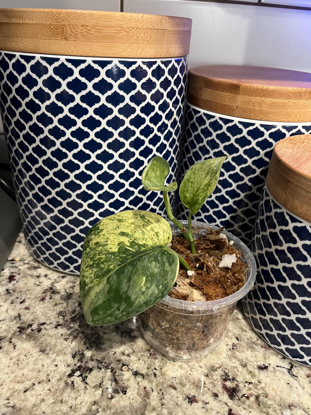 Scindapsus Halimoon variegated Silver Cloud - Etsy