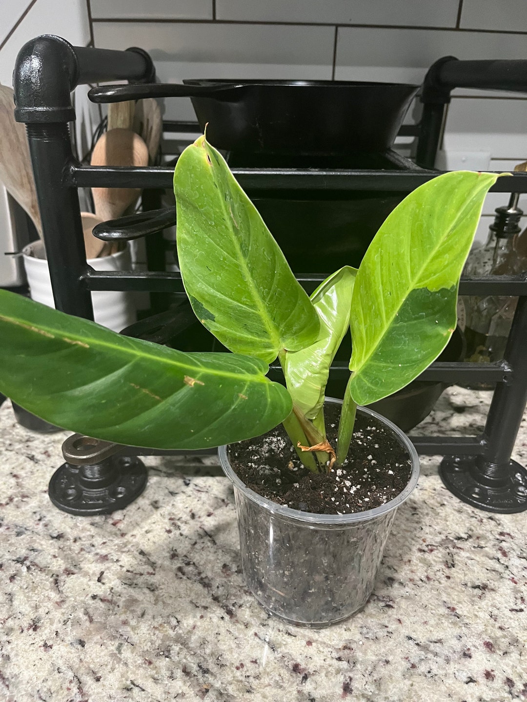 Philodendron Ruaysap Marble - Etsy