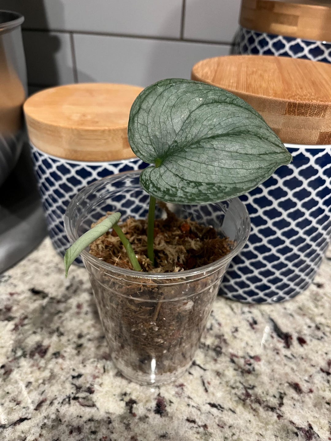 Scindapsus Silver Cloud - Etsy