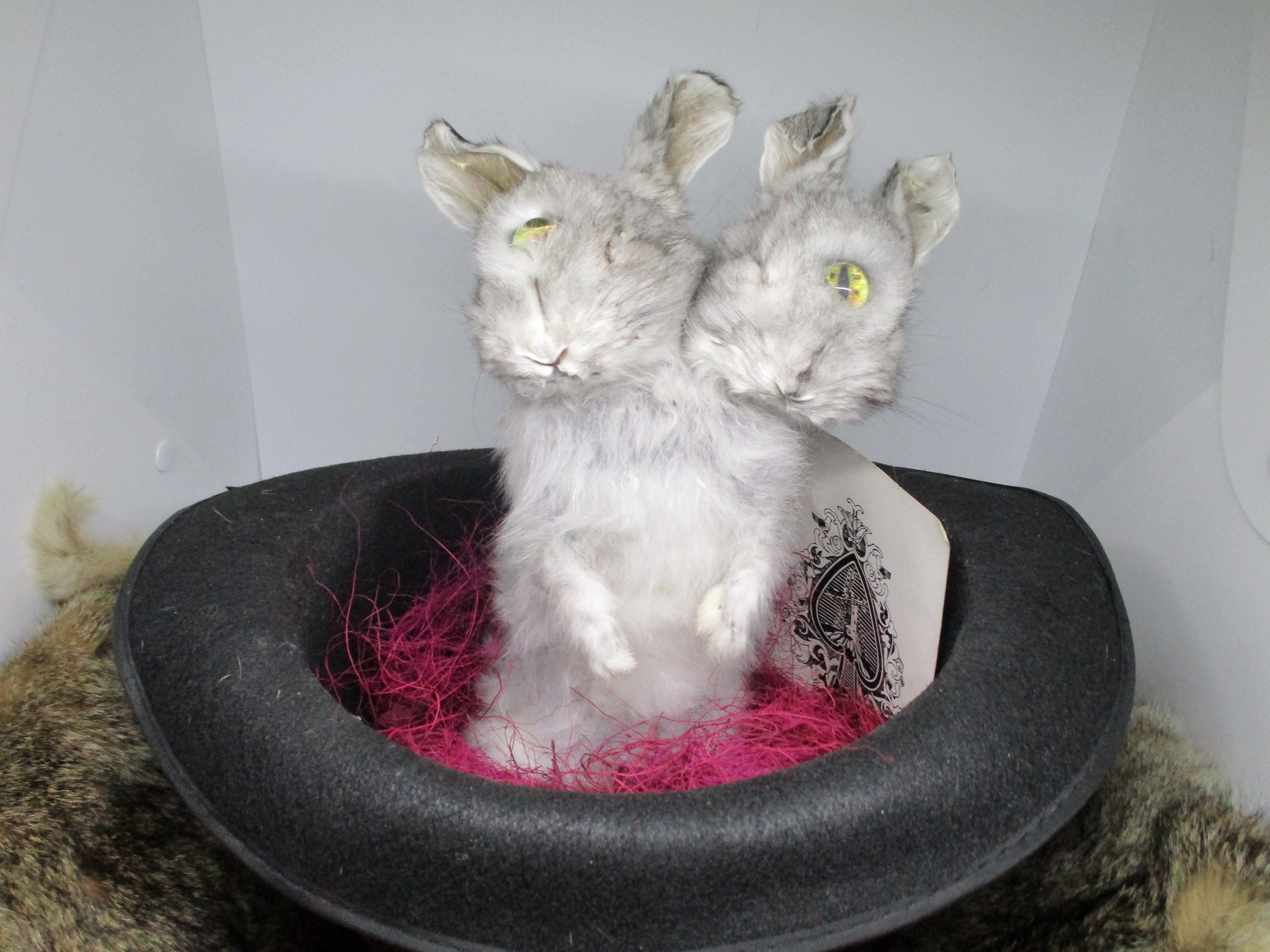 Taxidermy rabbit bunny taxidermy oddities polycephaly | Etsy