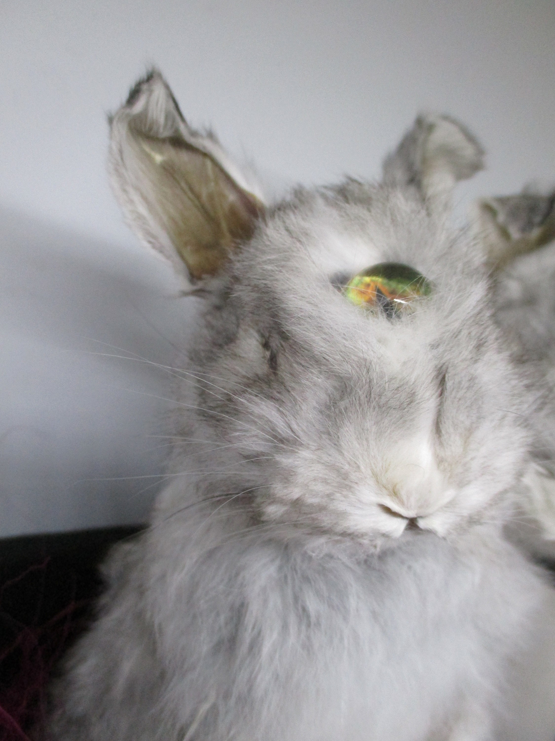 Taxidermy rabbit bunny taxidermy oddities polycephaly | Etsy