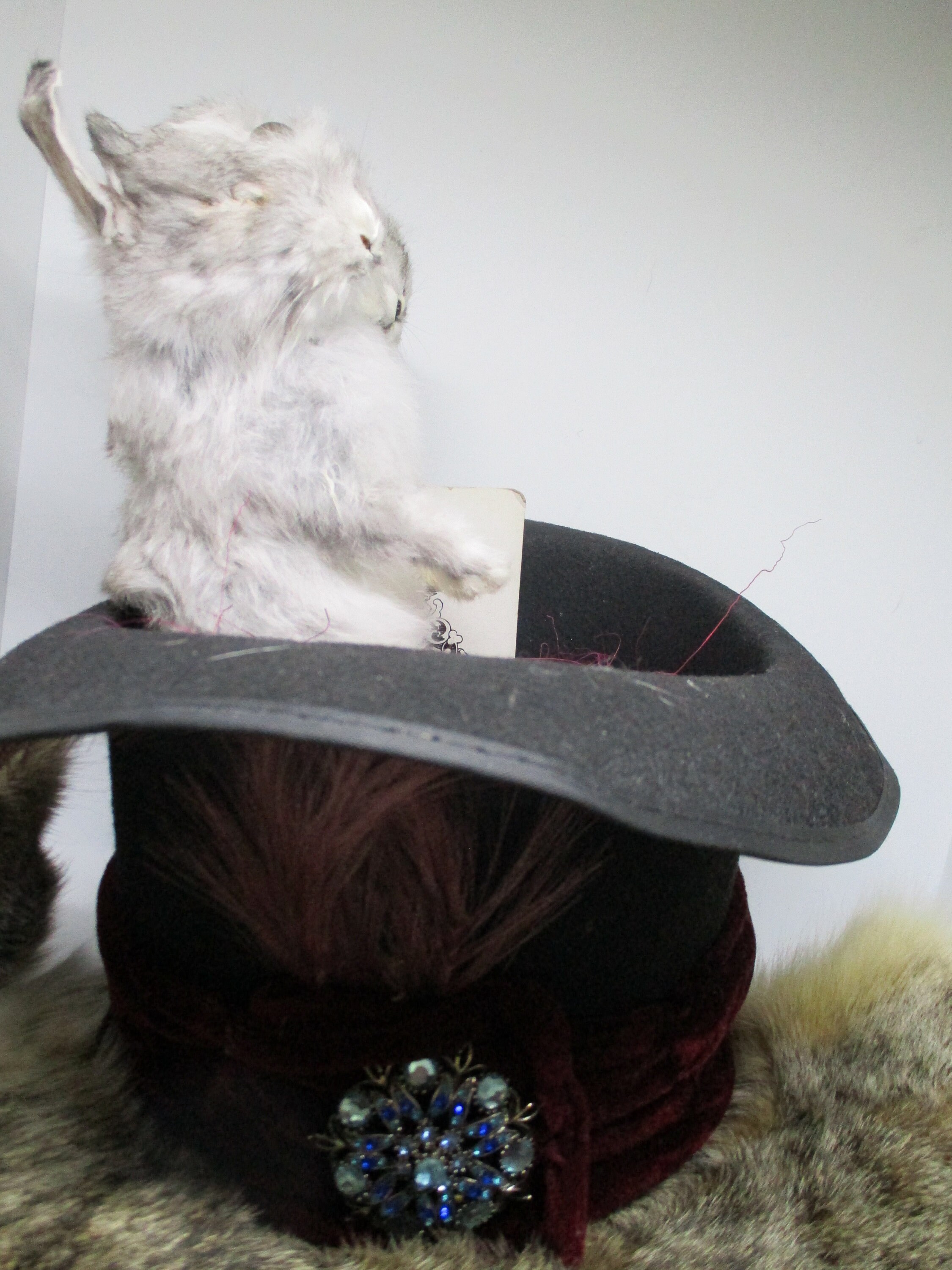 Taxidermy rabbit bunny taxidermy oddities polycephaly | Etsy