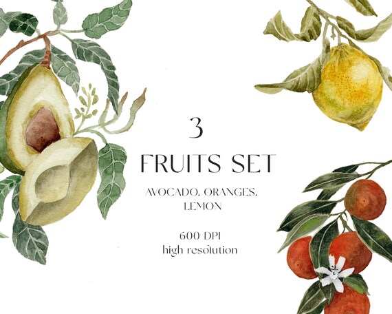 Watercolor Fruit Clipart Avocado Lemon & Orange Png Tropical - Etsy