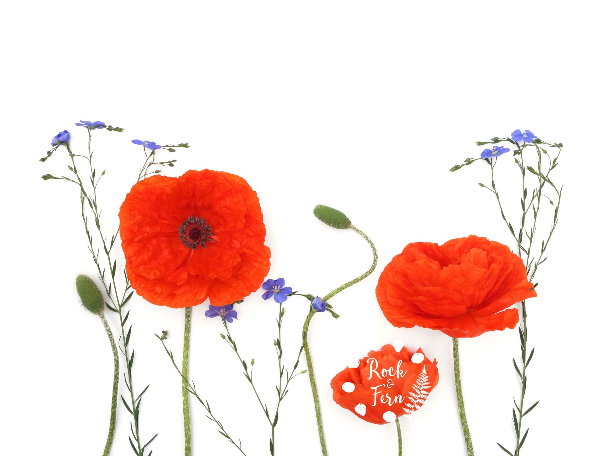 Poppies & Flax Photograph ~ Floral Collection 25 ~ Nature Photography ...