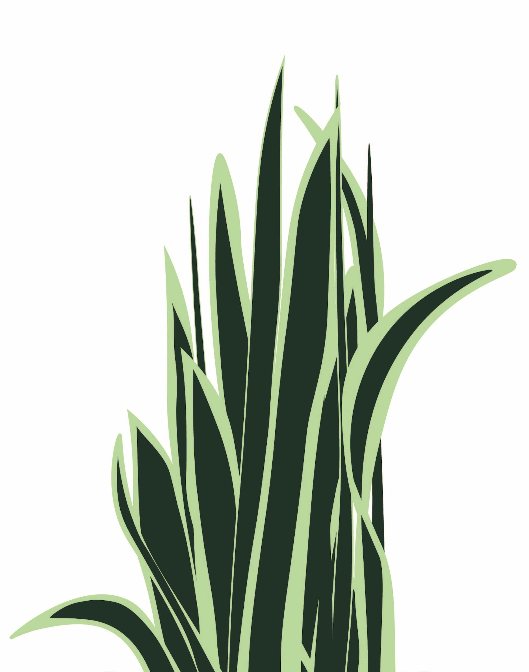 Snake Plant Poster - Etsy