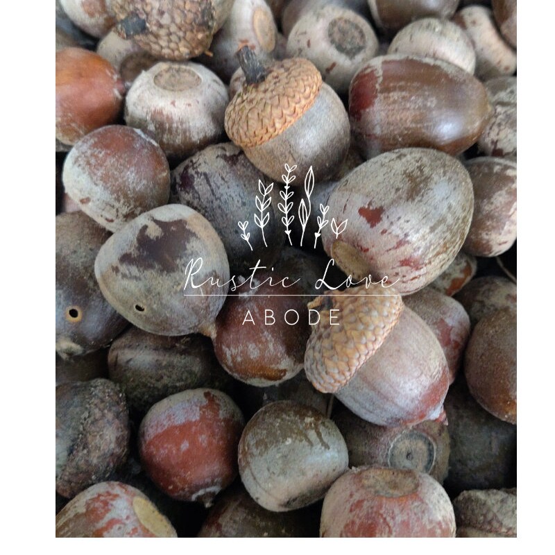Acorns - Etsy