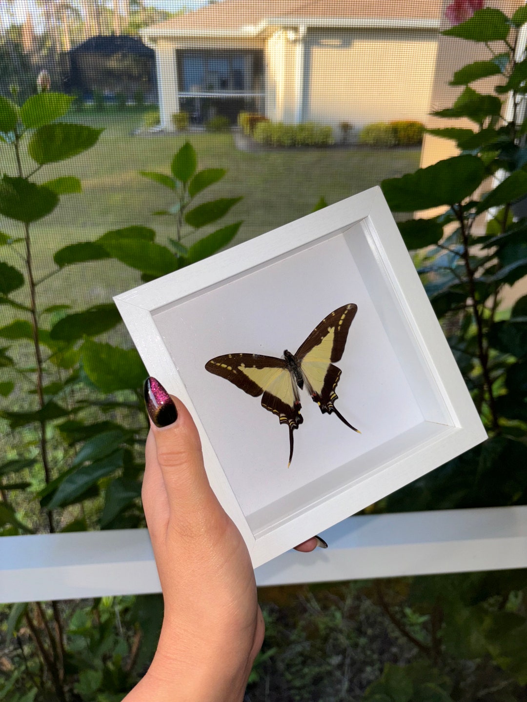 Butterfly Shadow Box - Etsy