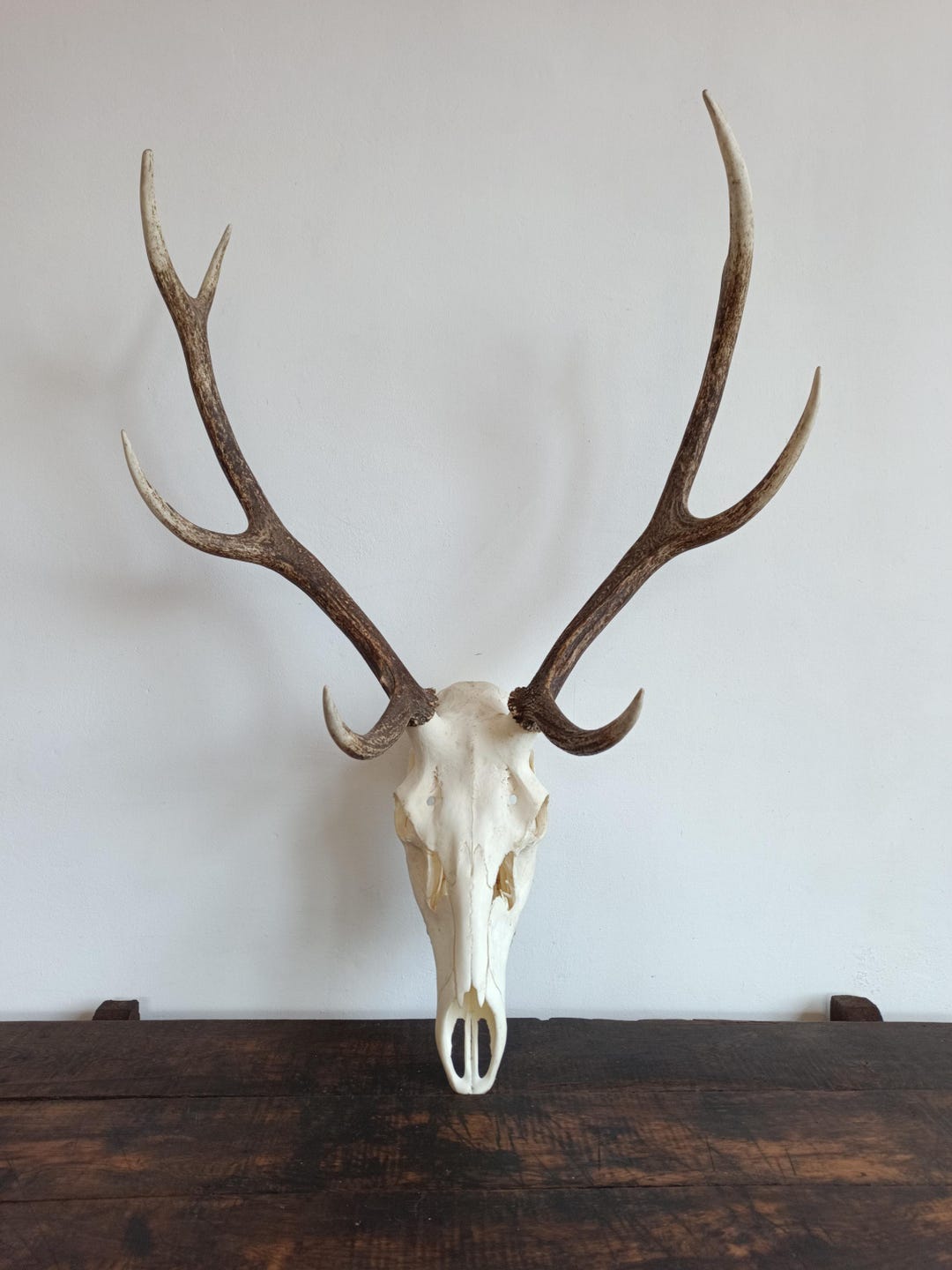 Massive Real DEER Antlers, Skull With Teeth. Nature Decor, Rustic Home ...