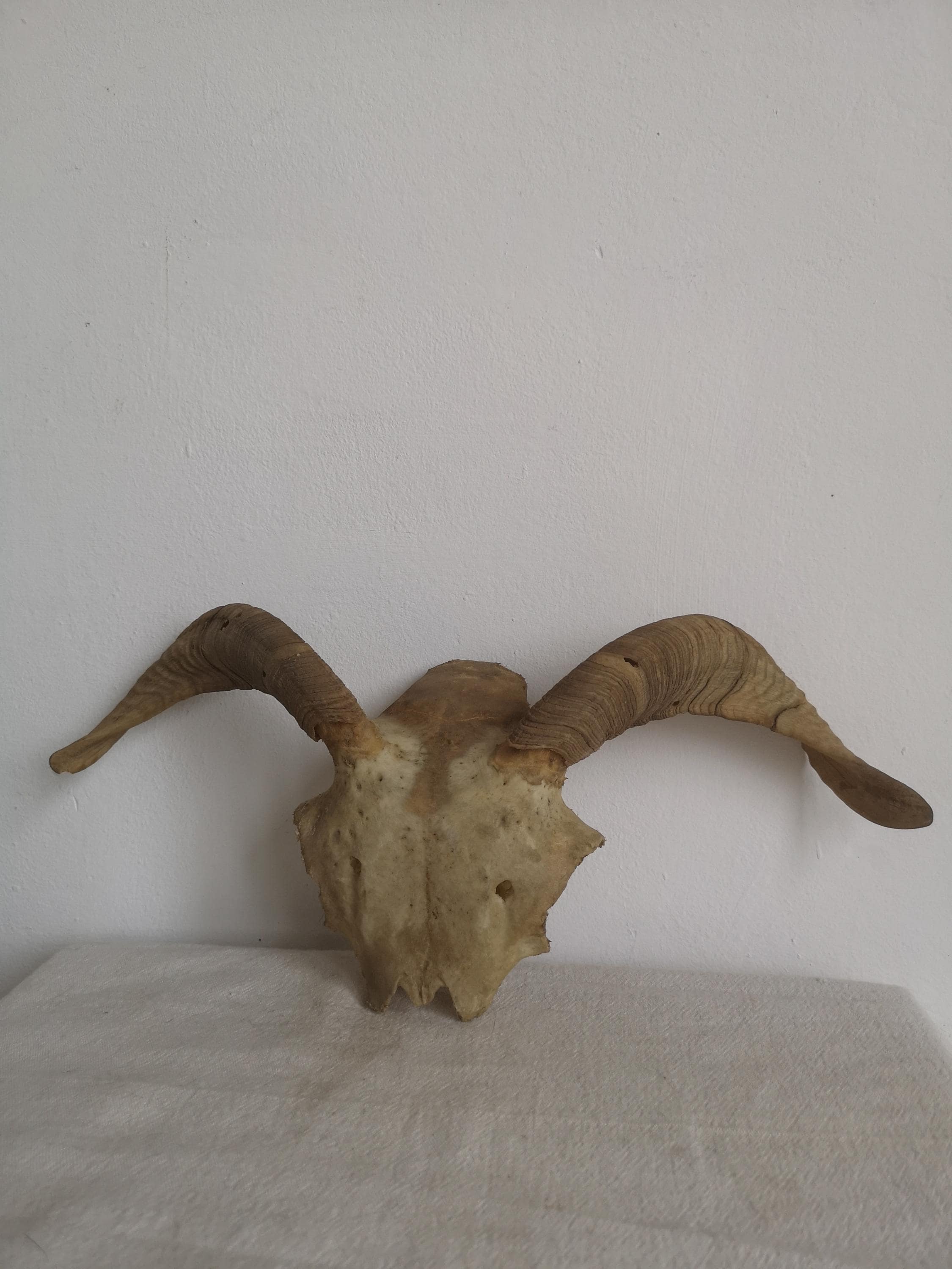 Ram With Scull and Horns Taxidermy Decorative, Nature, Sheep Mountain ...