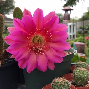 Easter Lily Barrel Cactus Echinopsis Pups off This Mother Plant, Hot ...