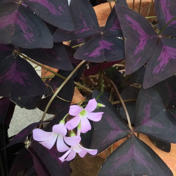 Oxalis Triangularis Bulbs - Etsy