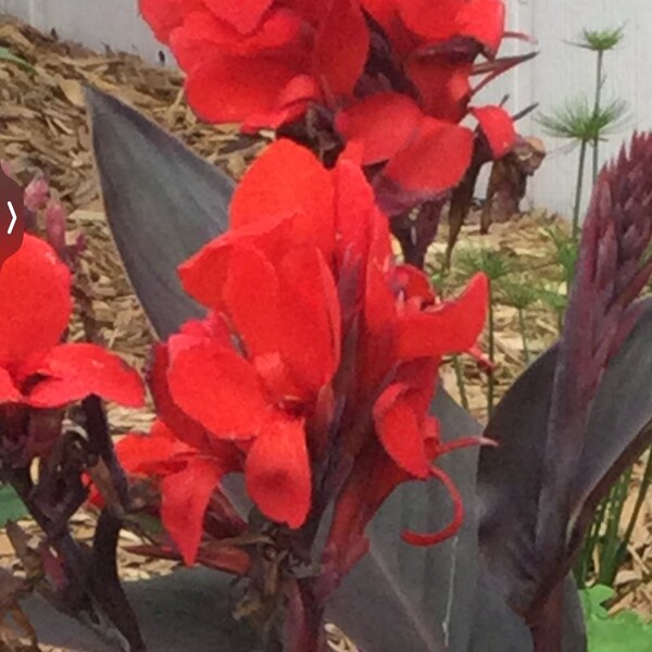 Canna Lily Seeds - Etsy