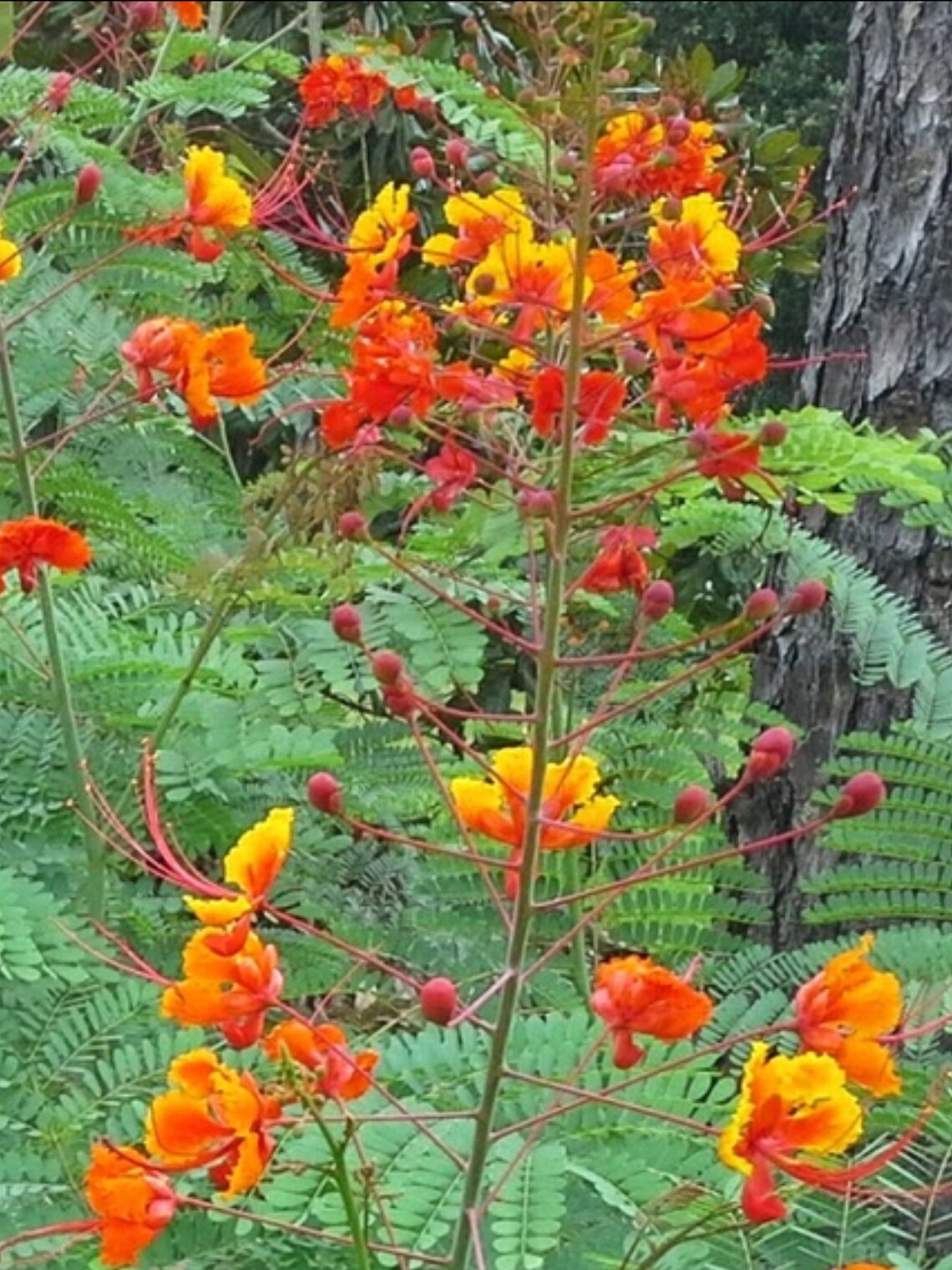 Pride of Barbados Live Seedling Plant Summer Heat Loving | Etsy