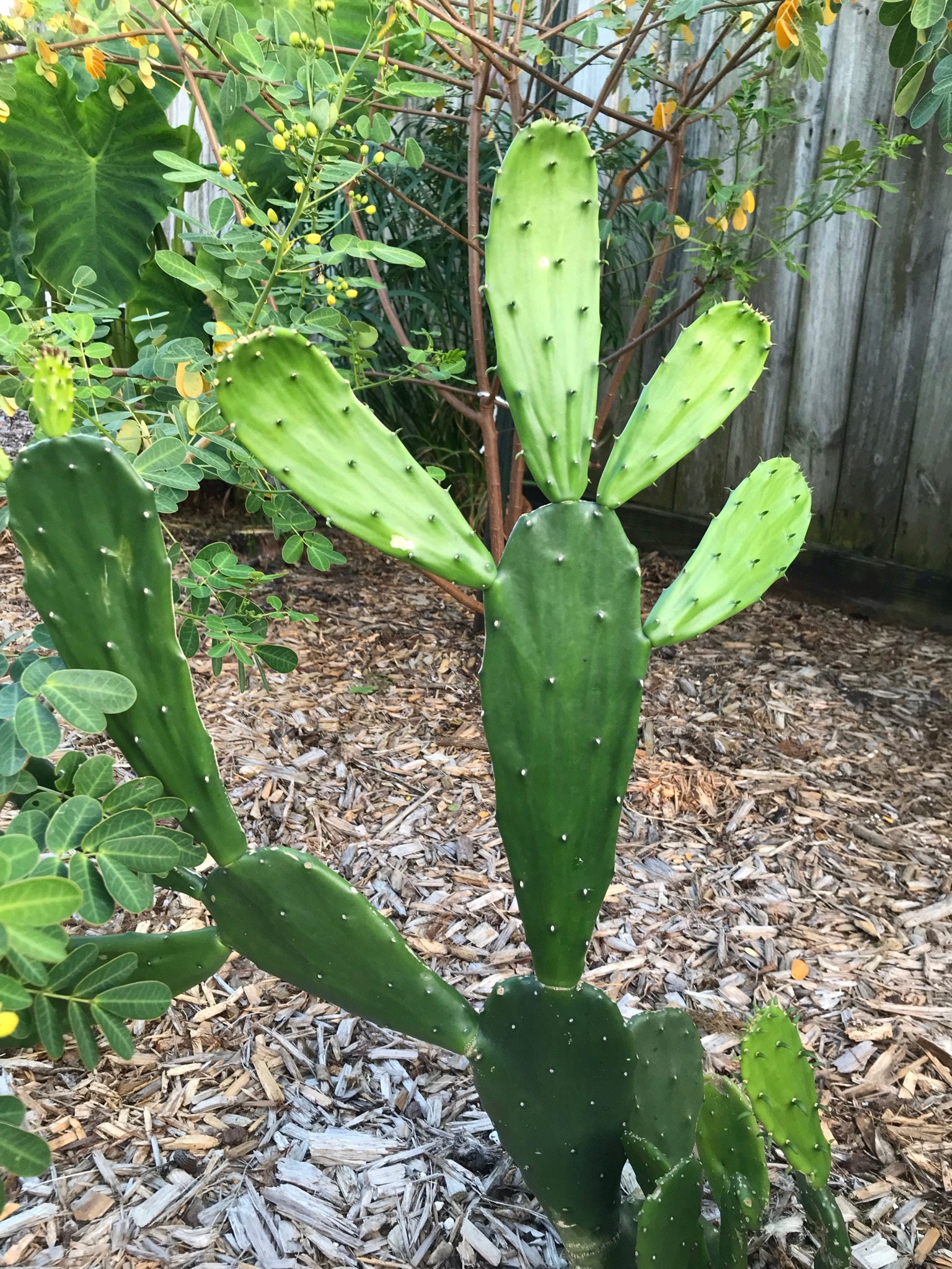 Prickly Pear 5 Spineless Thornless Edible Nopales Cactus, 5 Pads, Great ...