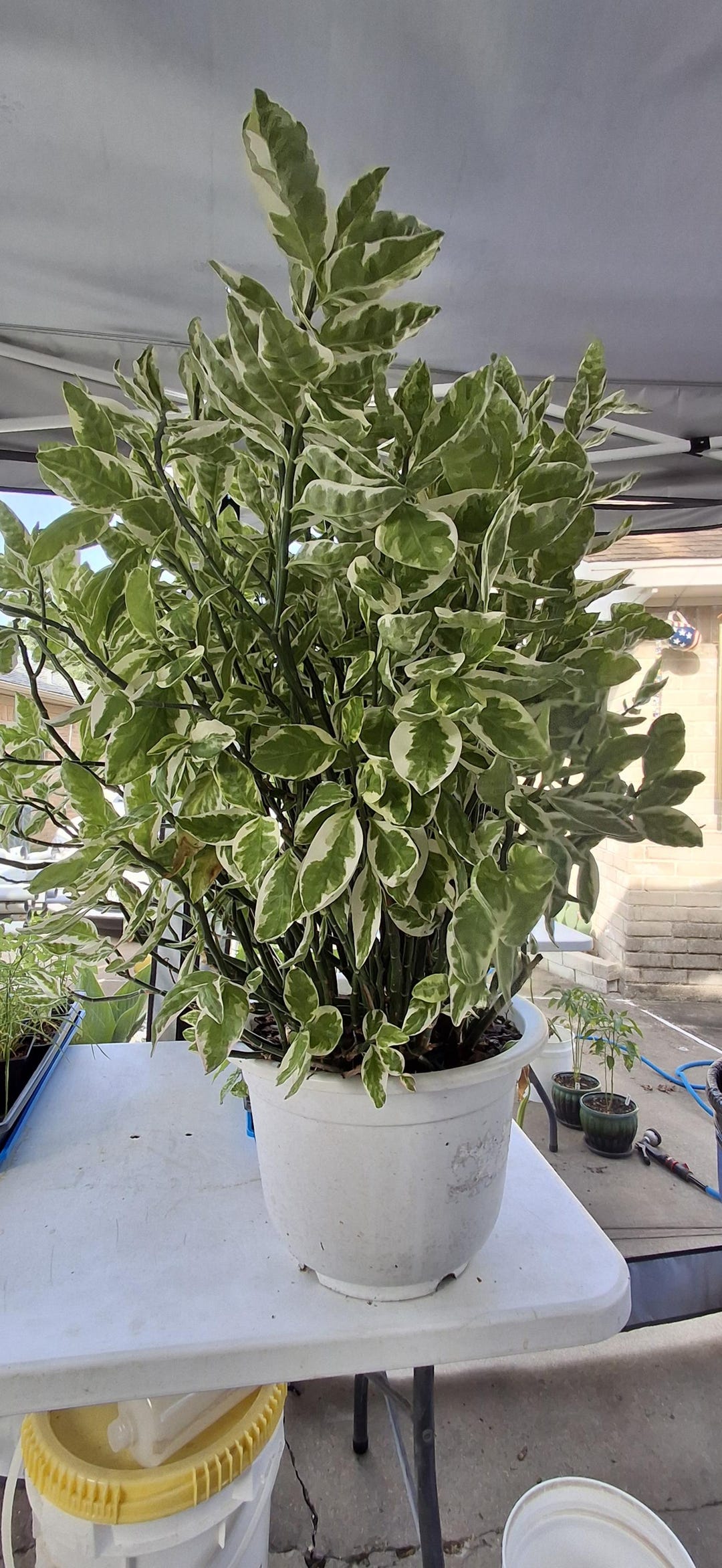 Pink Variegated Devil's Backbone (pedilanthus Tithymaloides) Unrooted ...