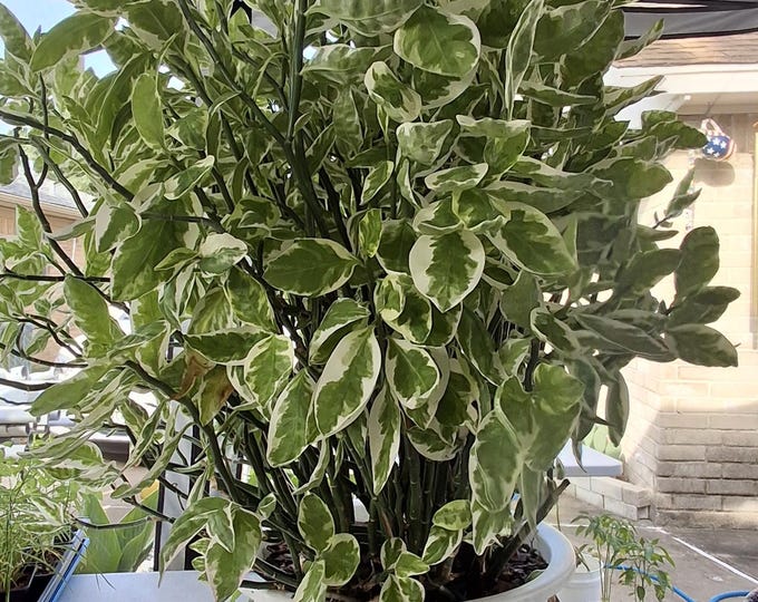Pink Variegated Devil's Backbone (pedilanthus Tithymaloides) - Etsy
