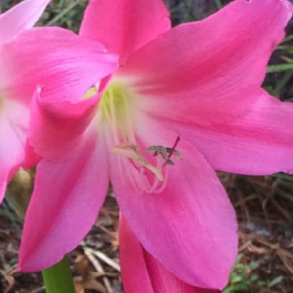 Hot Pink Lilies - Etsy