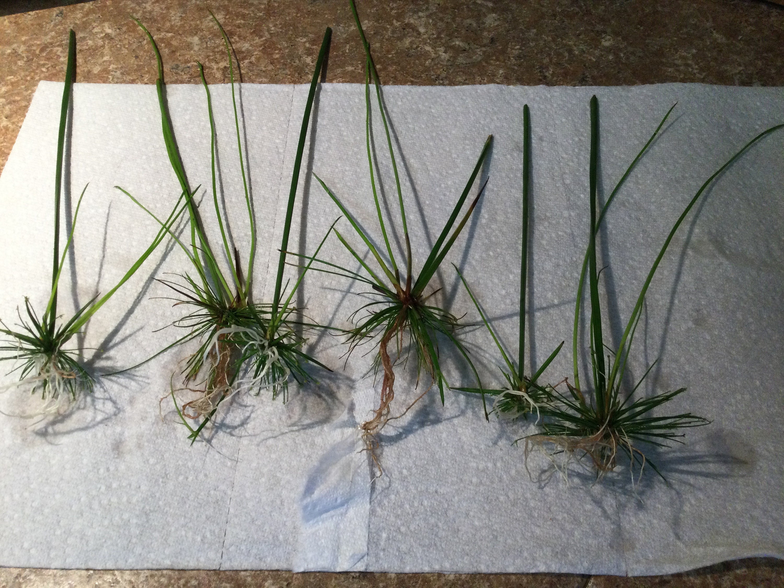 Cleopatra Cypress Papyrus Egyptian Cleopatra Grass 2 Rooted - Etsy