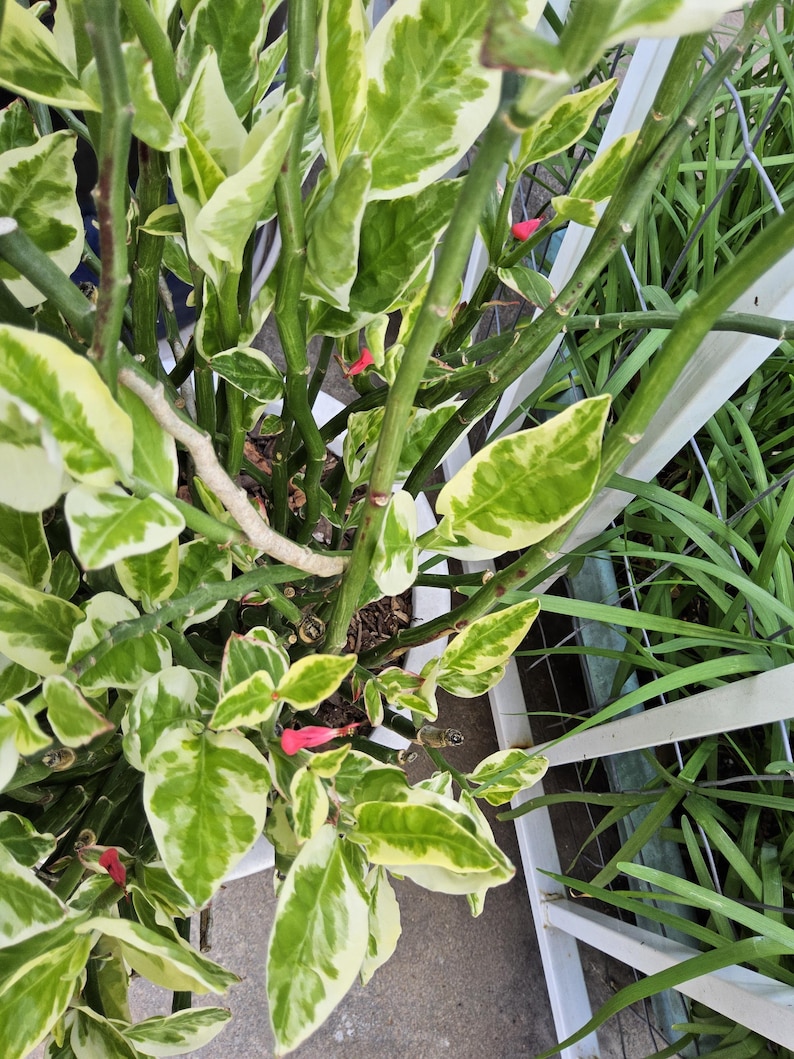 Pink Variegated Devil's Backbone (pedilanthus Tithymaloides) Rooted and ...