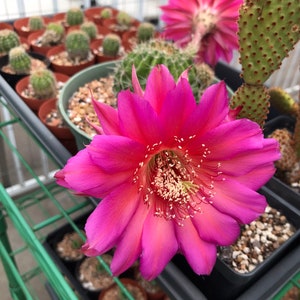 Easter Lily Barrel Cactus Echinopsis Pups off This Mother Plant, Hot ...
