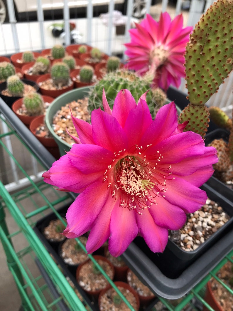 Easter Lily Barrel Cactus Echinopsis Pups off This Mother Plant, Hot ...